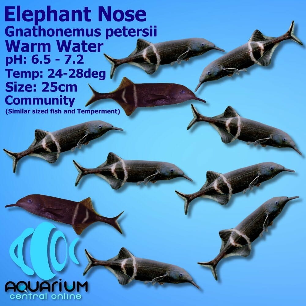 Elephant Nose Fish