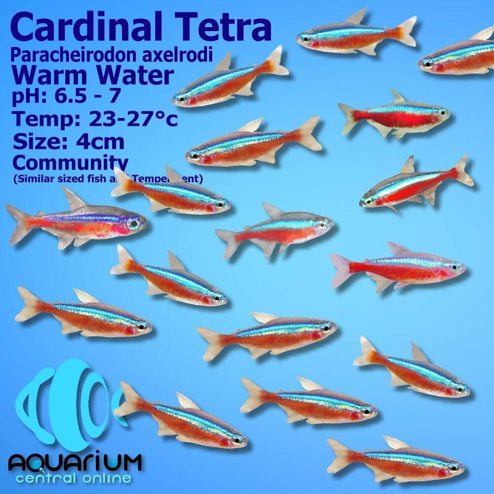Live Fish - Aquarium Central