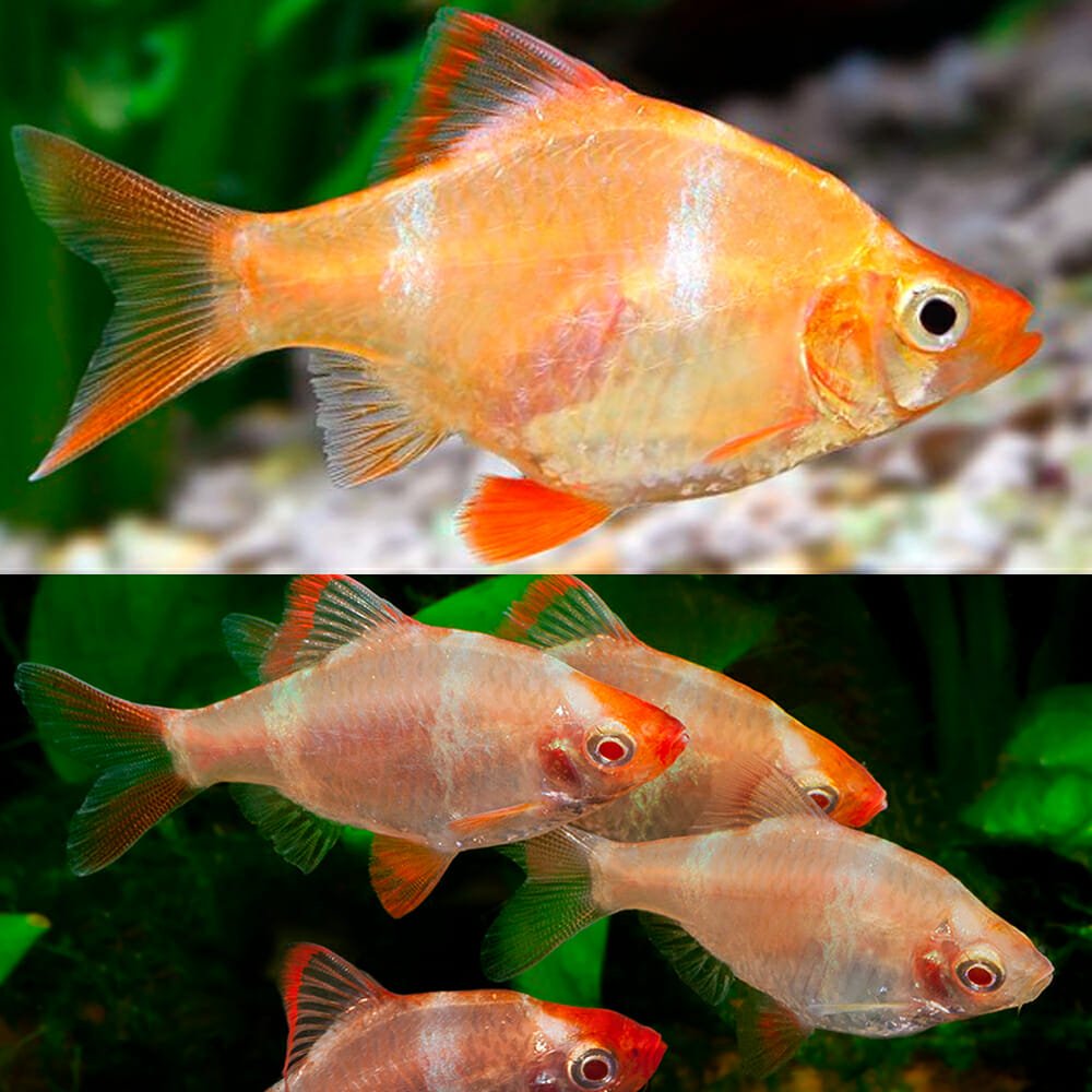 Gold Tiger Barb
