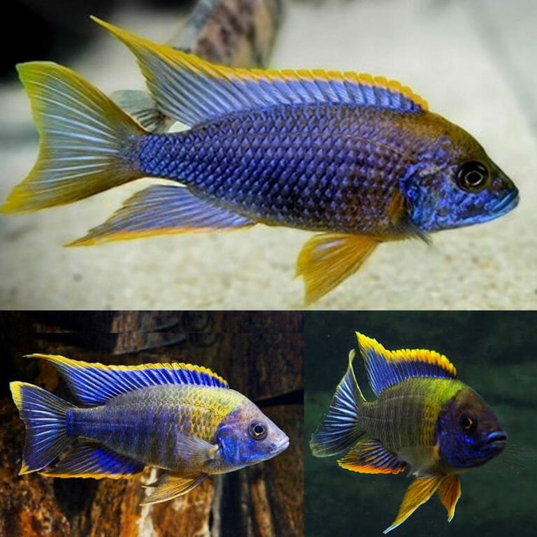 Neon Red Blue Eyes N.G (Pseudomugil luminatus) PAIR 2-3cm – Aquarium ...