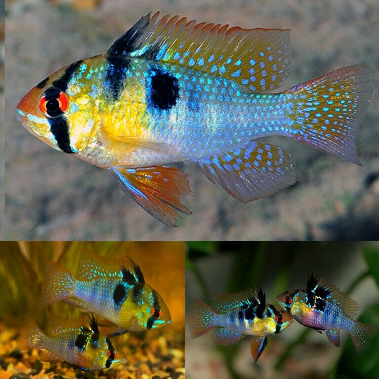 American Cichlids Aquarium Central