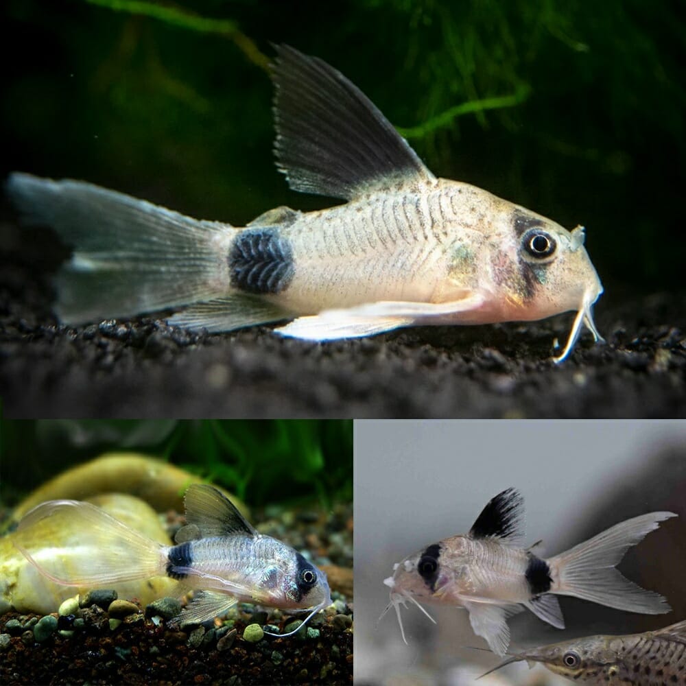 Corydoras Panda