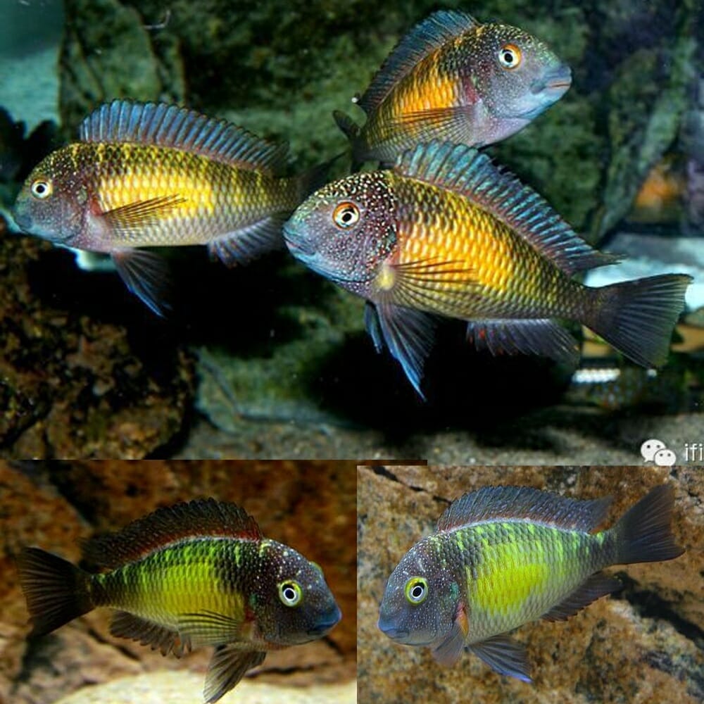 Tropheus Moorii