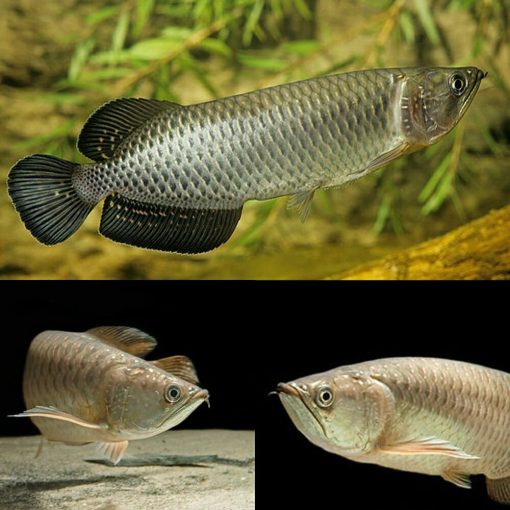 Aquarium Central -Loach - Green Lizard Loach, Gecko Loach , Aligator ...