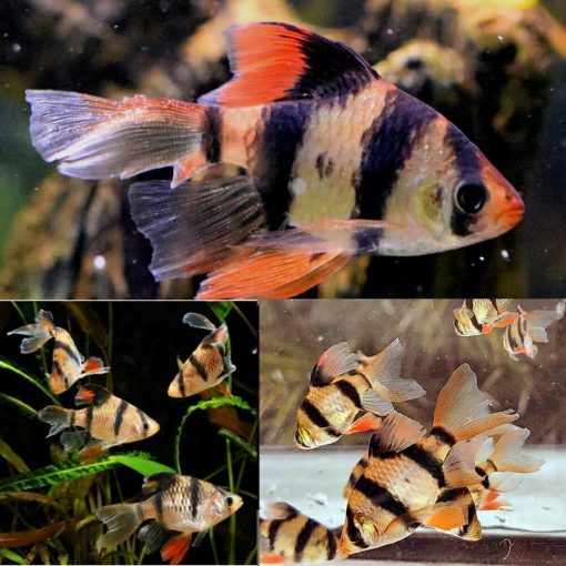 Aquarium Central -Barb - Longfin Tiger Barbs (Puntius tetrazona) 4cm ...