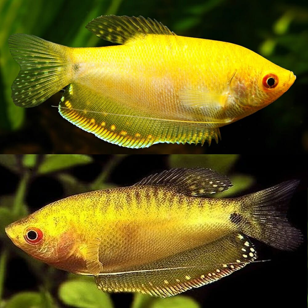 Aquarium Central - Loach - Neon Loach Khuli (Pangio sumatra Kuhli) 6cm ...