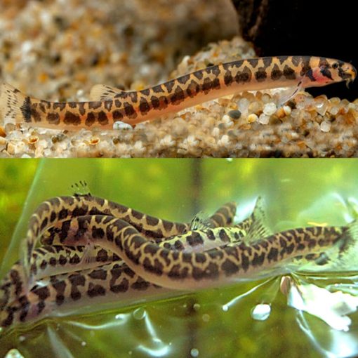 Aquarium Central - Loach - Pygmy Tiger khuli Loach (Pangio Shelfordi ...