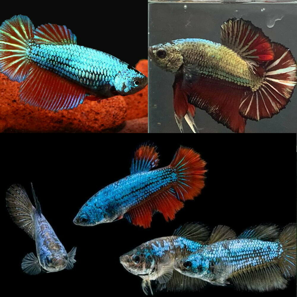 Dragon Scale Female Betta