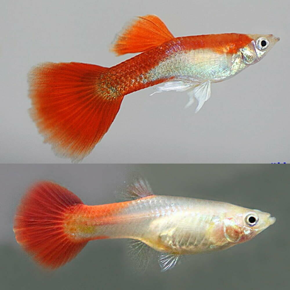 Aquarium Central - Half Beak - Albino Platinum Half Beak (Dermogenys ...