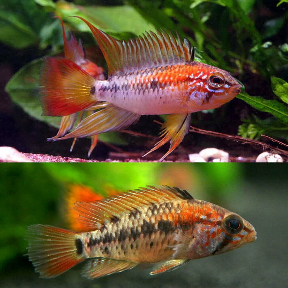 Aquarium Central -Crab - Cherry Claw Spider Freshwater Crab - Aquarium ...