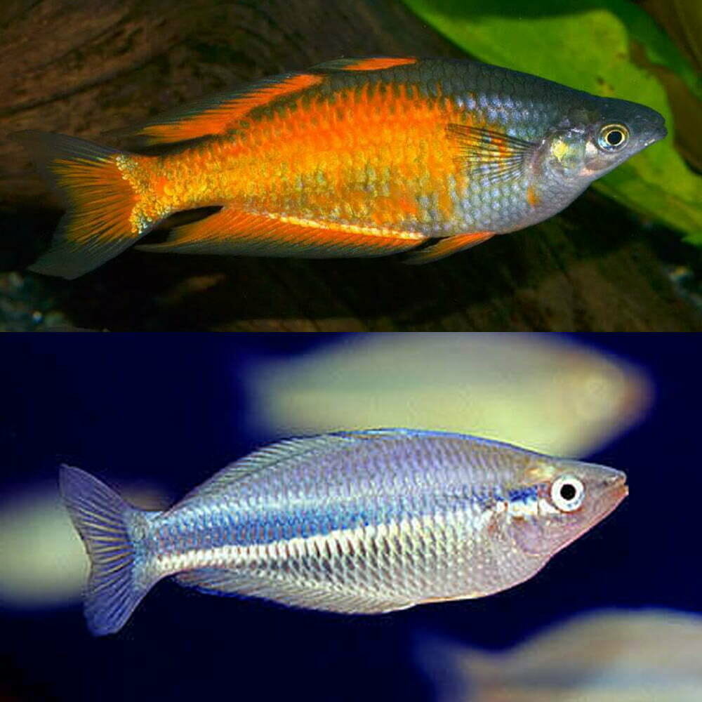 Aquarium Central -Rainbow - Parkinsoni Orange / Red (Melanotaenia ...
