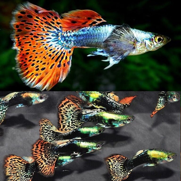 Aquarium Central – One Stop Shop for Aquarium Products and Live Fish