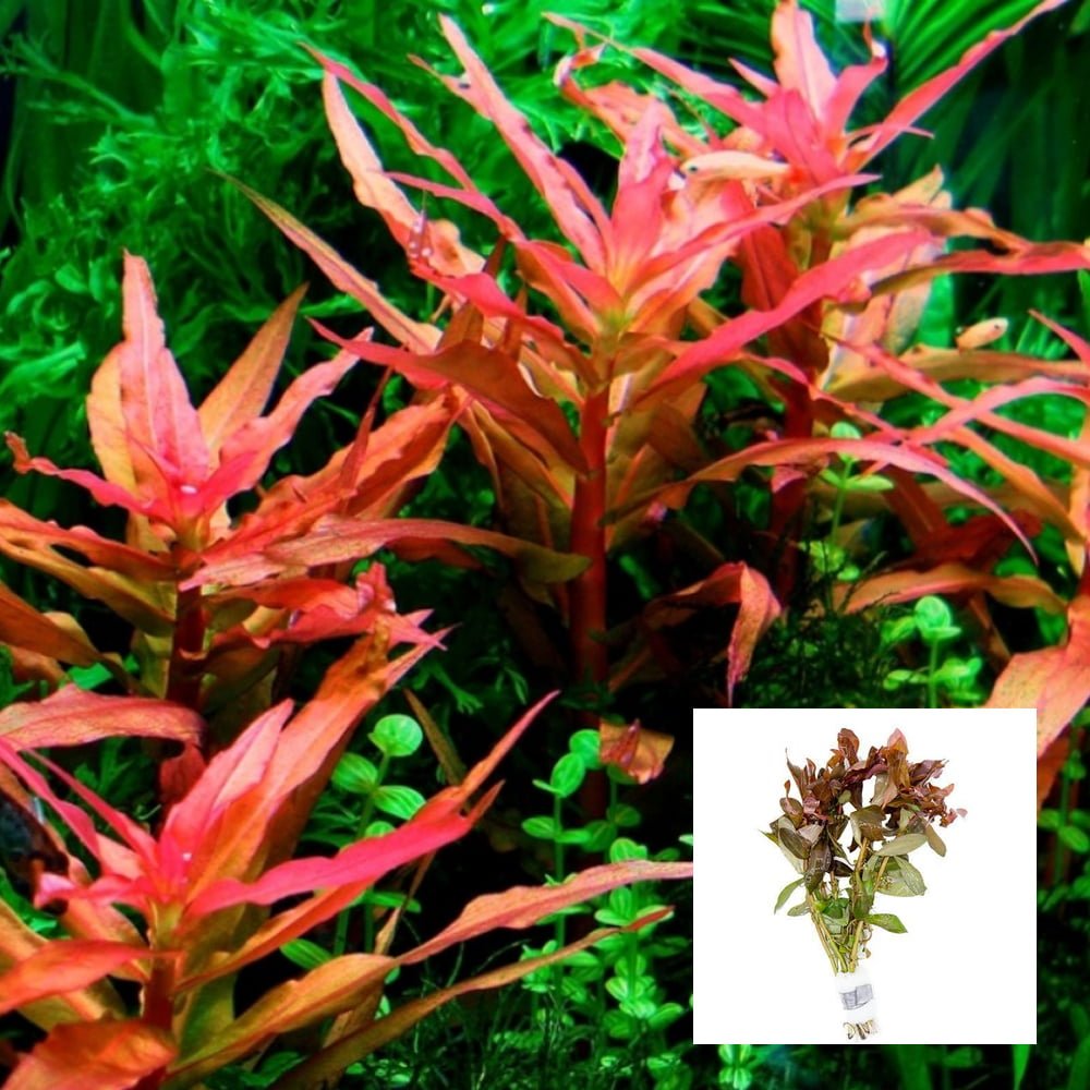 Aquarium Central -Live Plant - Red Root Floater - Aquarium Central