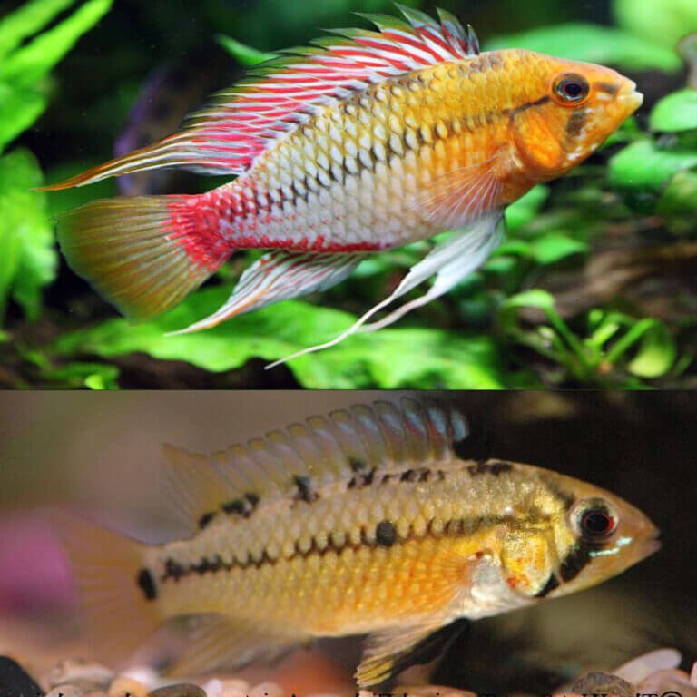 Apistogrammas – Colourful and Spirited Dwarf Cichlids