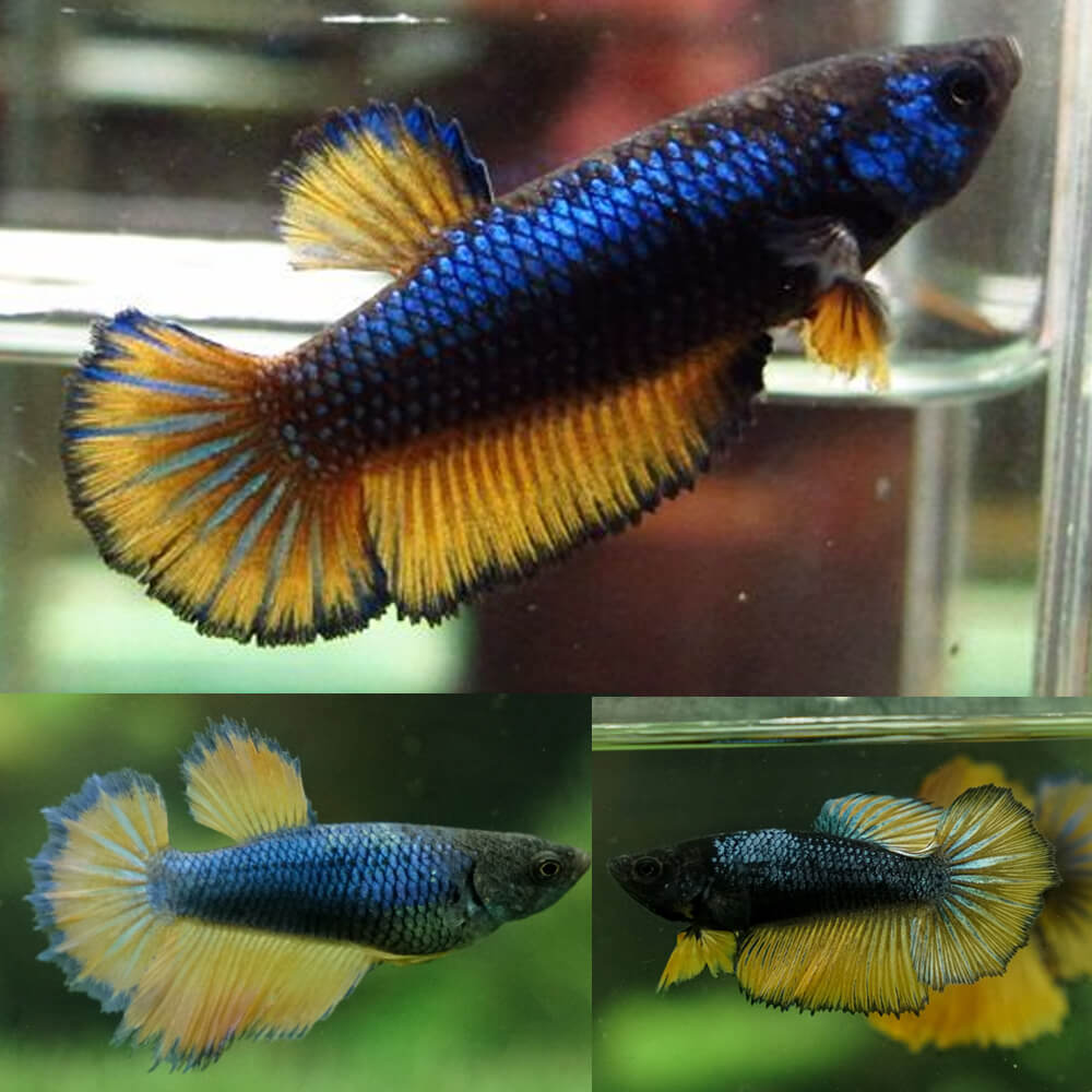 Aquarium Central -Betta (Siamese Fighting Fish) - Thai Orchid Black ...