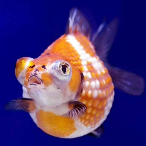 Goldfish – PingPong Dragon Eye Pearlscale Goldfish (Carassius auratus ...