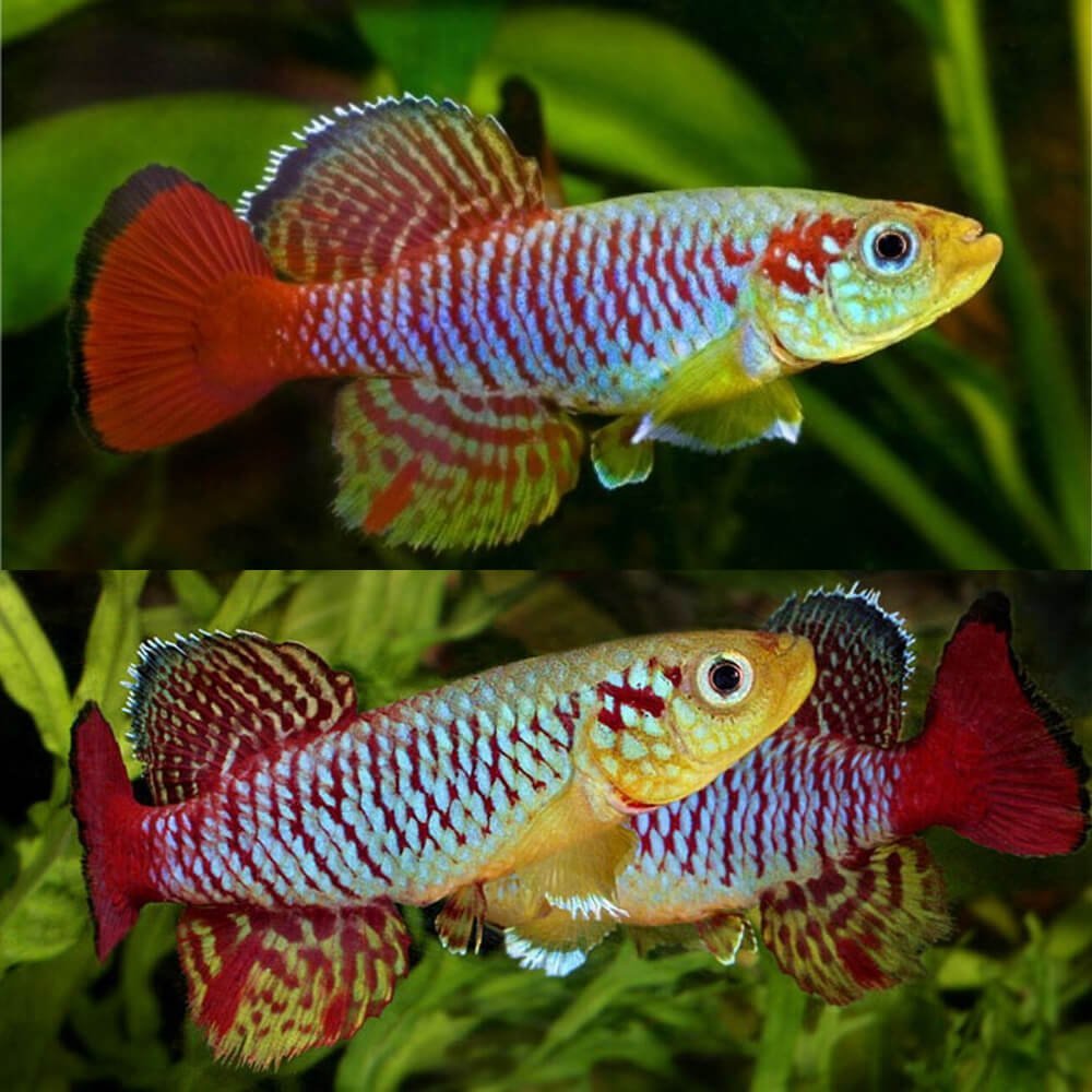 Aquarium Central -Barb - Checkered Barb (Oliotius oligolepis) 3cm ...