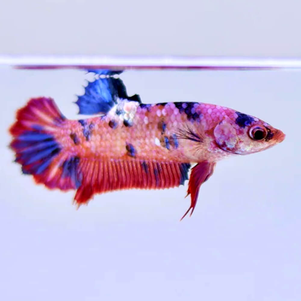 Purple And Pink Betta Fish