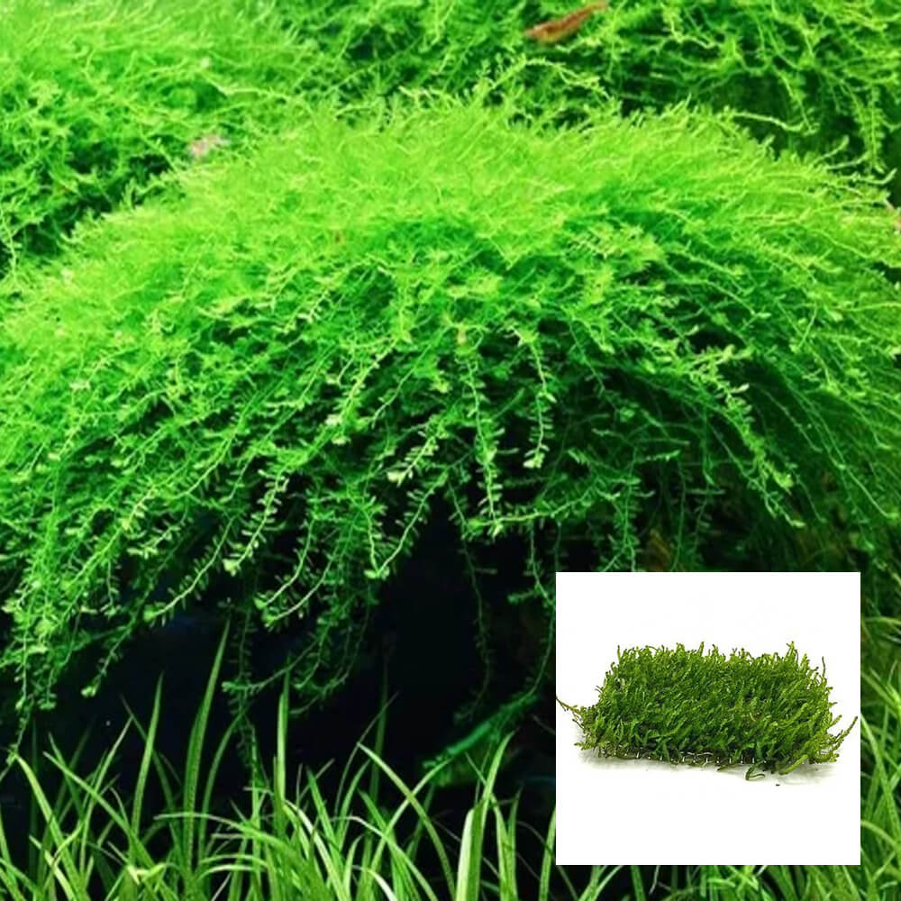 LIVE PLANTS - Pellia Moss Mesh Square - Aquarium Central