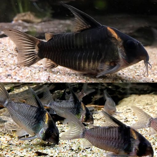 American Cichlids – Oscar Chilli Red (Astronotus Ocellatus) 7-8cm ...