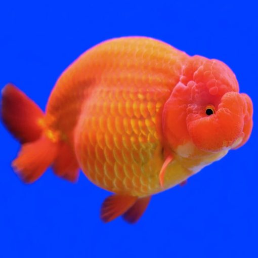Goldfish – Red Ranchu Lionhead JUMBO (Carassius auratus) 15cm ...